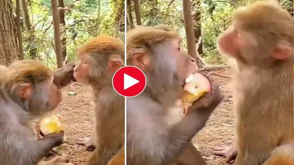 Funny Monkey Video: Monkey Eats Apple, Teases Friend | ஆப்பிள் ...