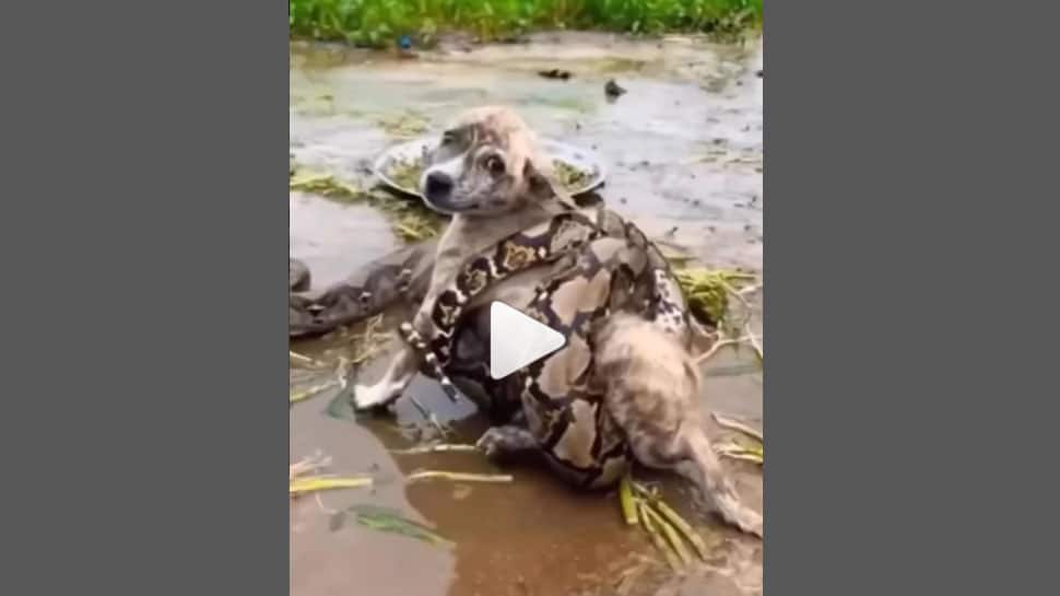 Python Snake Attacks Dog Video | அய்யோ பாவம்..நாய் கழுத்தை சுற்றிய ...