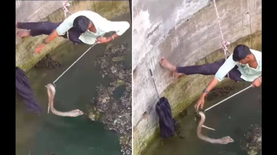 Daring Snake Rescue: Netizens Shocked | அடம் பிடித்த விஷப்பாம்பை அடக்கி ...