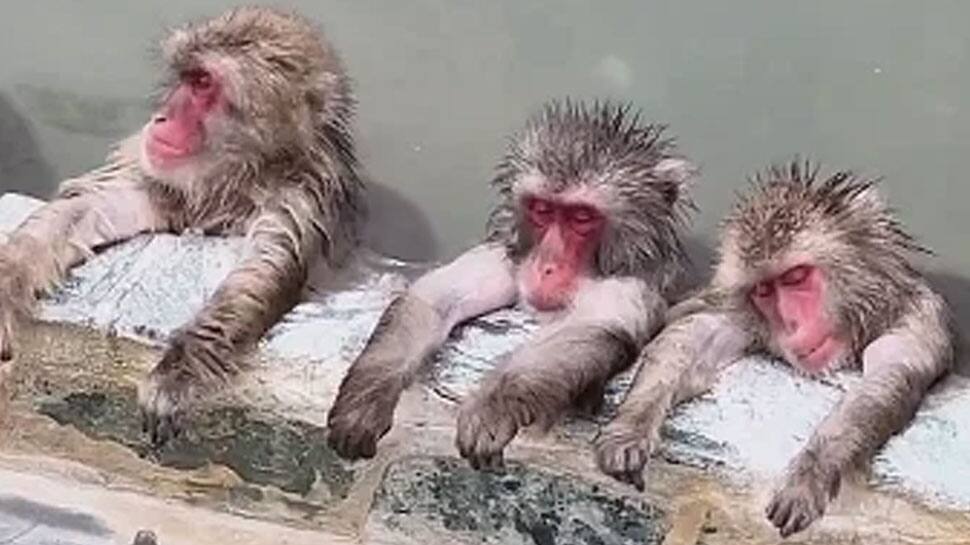 Cool Monkeys Relaxing in a Pond: Video Goes Viral | 'ஆஹா.. என்ன ஒரு ...