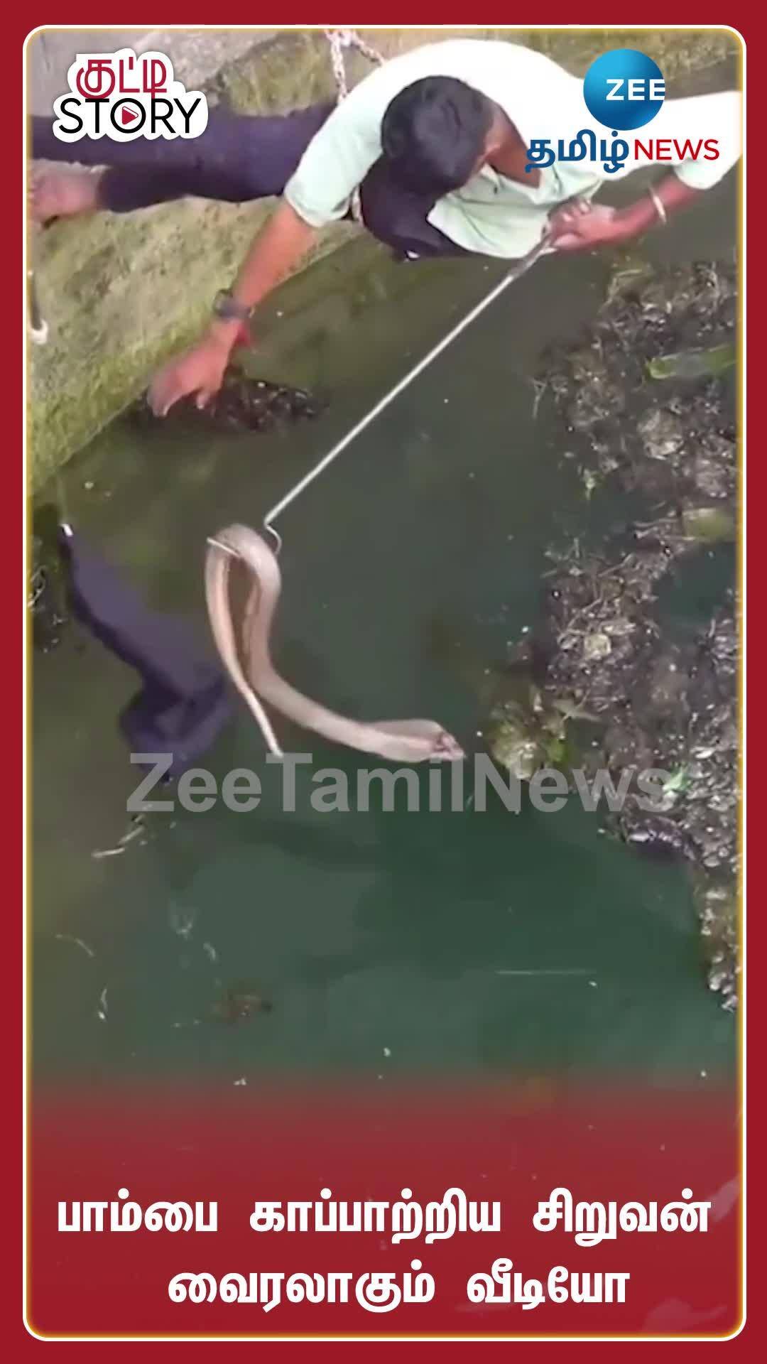Daring Snake Rescue: Netizens Shocked | பாம்பை காப்பாற்றிய சிறுவன் ...