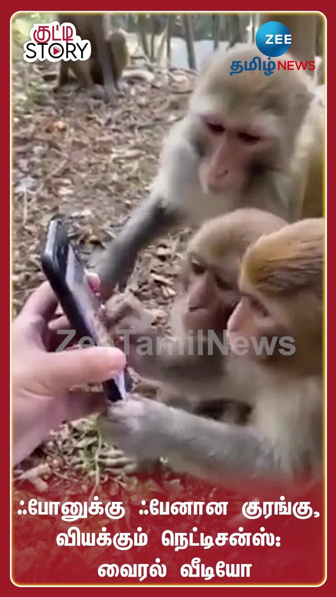 Monkey Viral Video: Monkeys See Smartphone, See What Happens Next ...