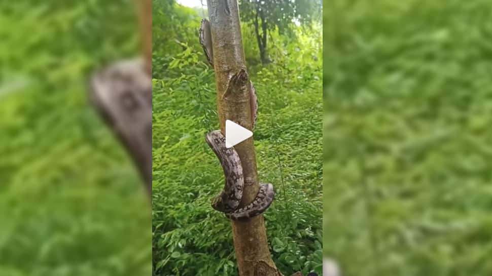 Python Snake Climbing Tree Video | ஆத்தாடி இவ்ளோ பயங்கரமான பாம்பா..எங்க ...