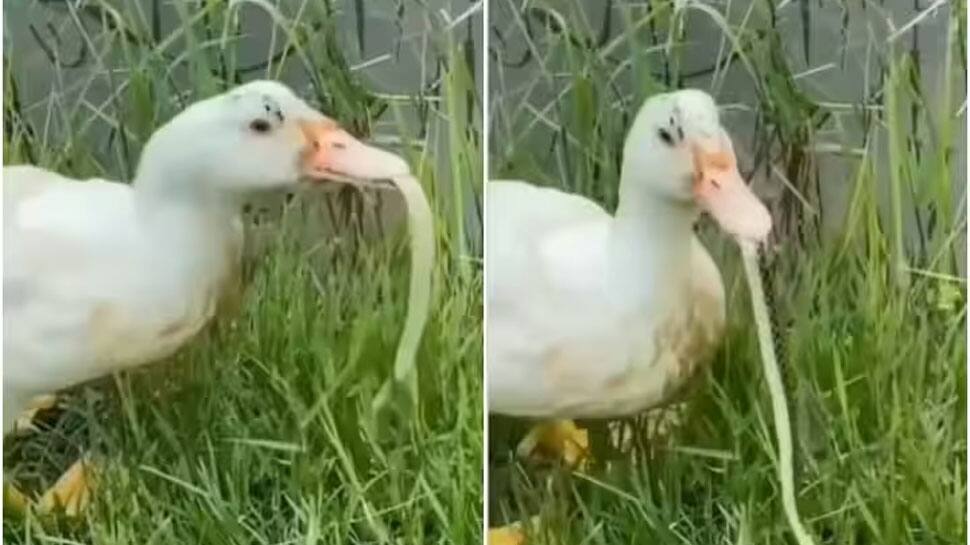 Duck Eats Snake Like Noodles, Netizens Stunned | பாம்பெல்லாம் எனக்கு ...