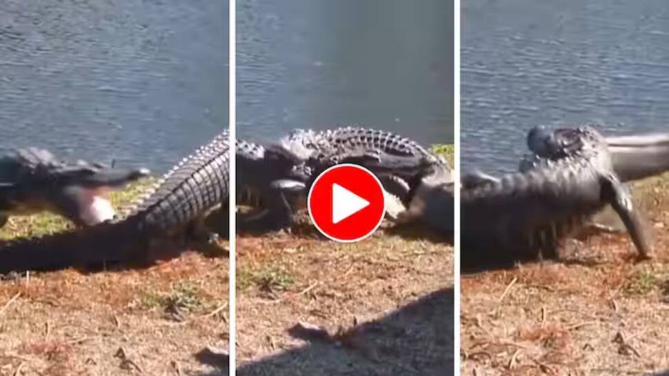 Viral Video of Fierce Fight between Two Crocodiles | Viral Video ...