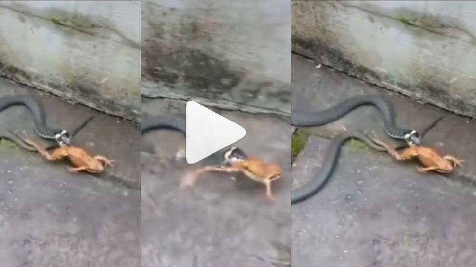 Terrific Viral Video of Huge Snake Eating a Frog |Viral Video ...
