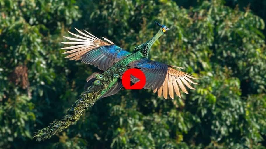 Mesmerising Viral Video of Flying Peacock | Viral Video: தோகை விரித்து ...