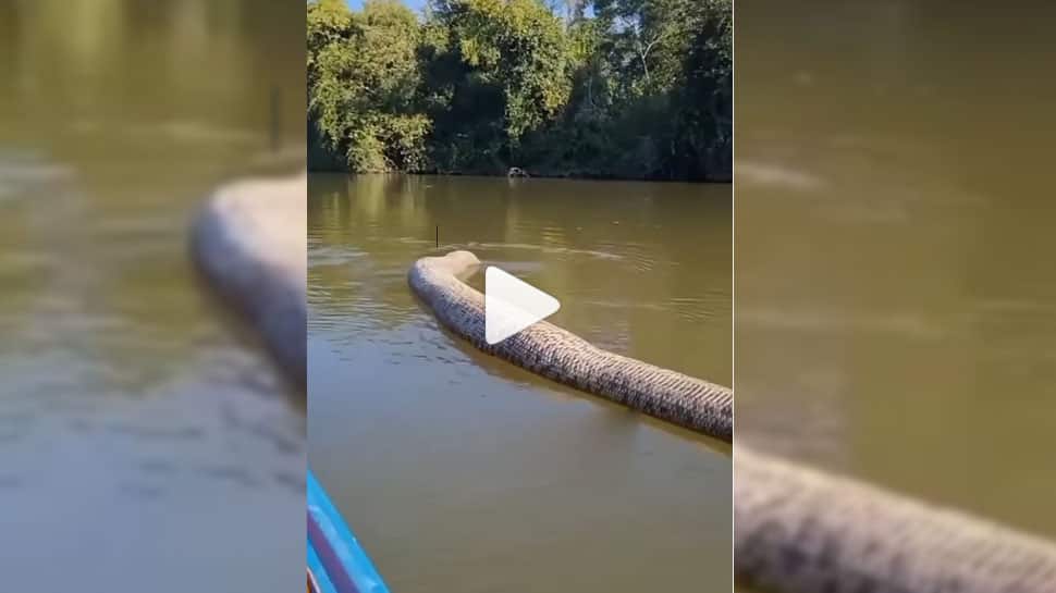 20 feet python video goes viral | அய்யோ பாவம்..20 அடி நீள python ...