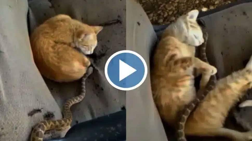 Snake Plays with Cat: Video Goes Viral | பூனையுடன் விளையாடும் பாம்பு ...