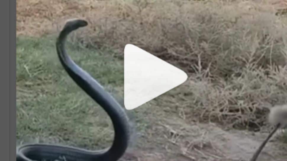 Shocking monkey vs snake fight caught on video | ’ஓரமா போய் ...