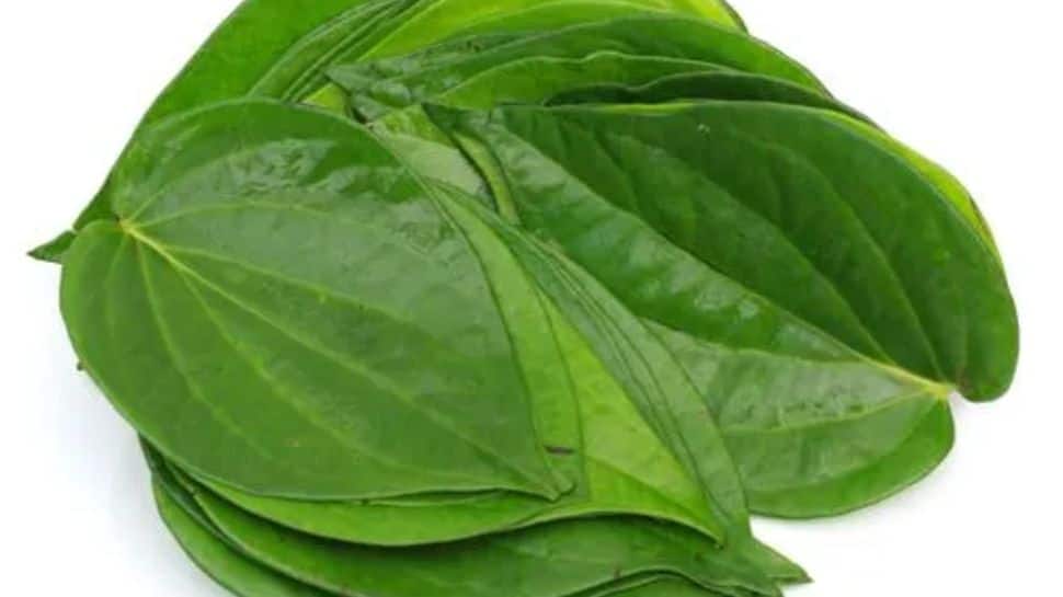 Health benefits of betel leaves | வெற்றிலை விரட்டும் உடல் நோய்கள் ...