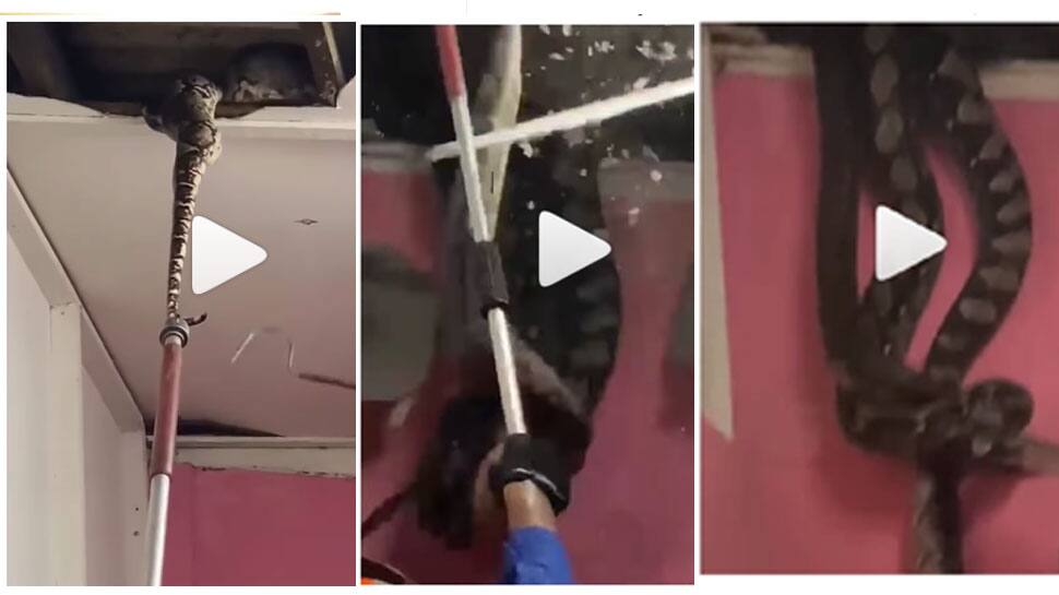 Python Snakes Climbing On Roof Video | வீட்டின் கூரையில் செட்டிலான 25 ...