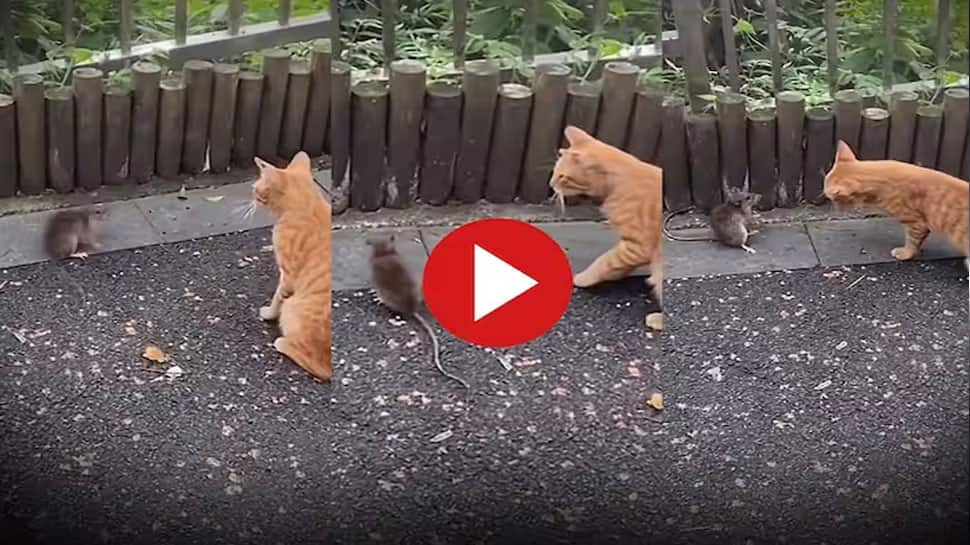 Cat and Mouse Fight Goes Viral | ‘ஏய்... அடங்க மாட்டீங்களா ...