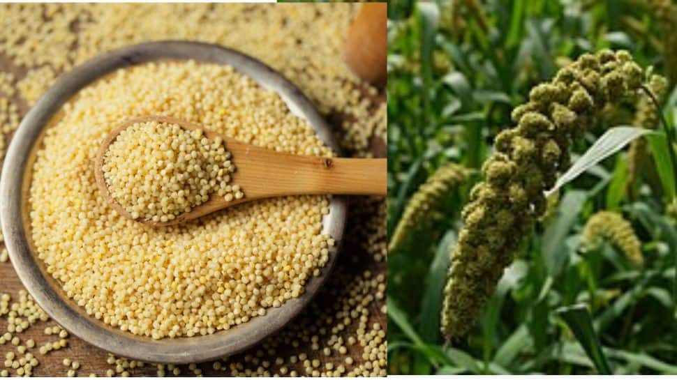 Foxtail Millet Small Seeds But Rich In Fiber Protein For Healthy Life ...