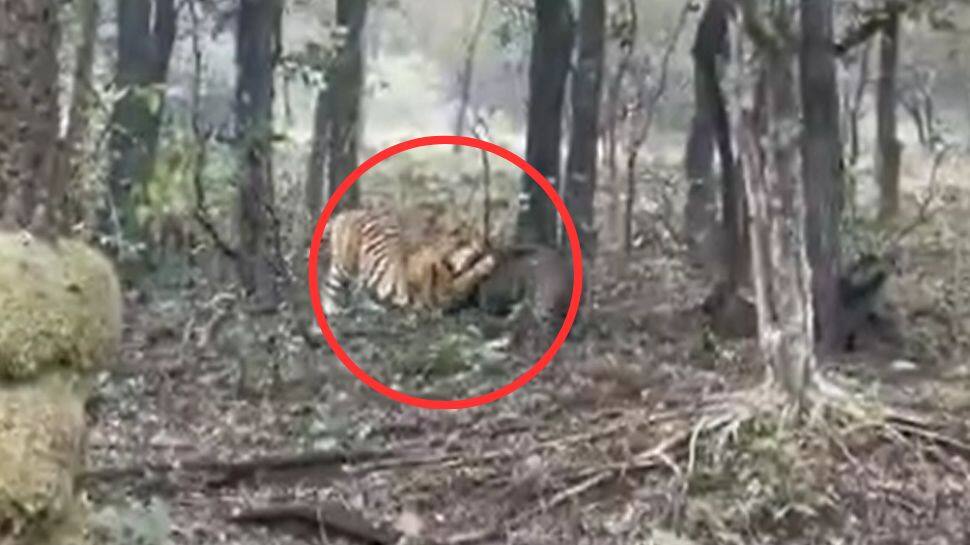 Viral Video of Tiger Hunting Wild Boar | காட்டுப்பன்றியை வேட்டையாடும் ...