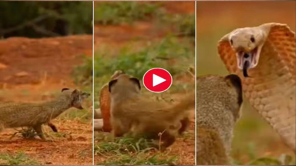 King Cobra vs Mongoose: See Scary Fight Here | ‘வர்லாம் வா...’: பாம்பு ...