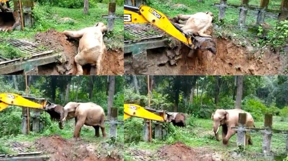 Viral Video of Elephant Fighting with JCB | Viral Video: JCB ...