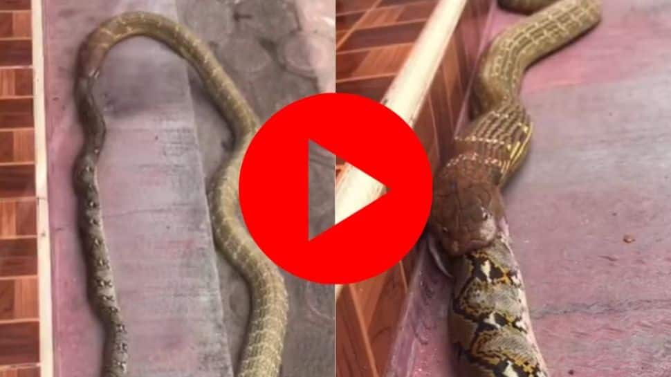 Viral Video of Giant Snake Swallowing a Python | Viral Video: மலை ...