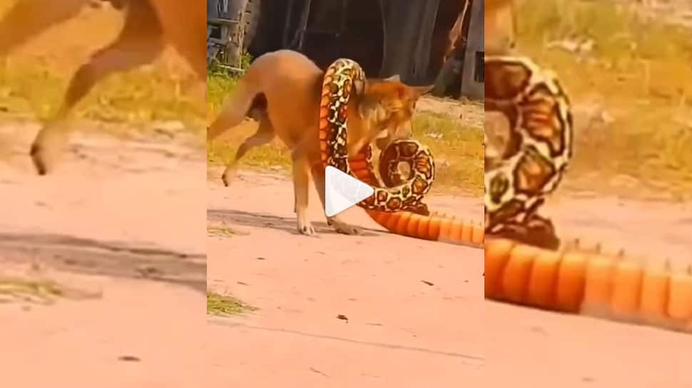 Dog and Python Snake Video | நா பாட்டுக்கு சிவனேனு தானடா இருந்தேன் ...