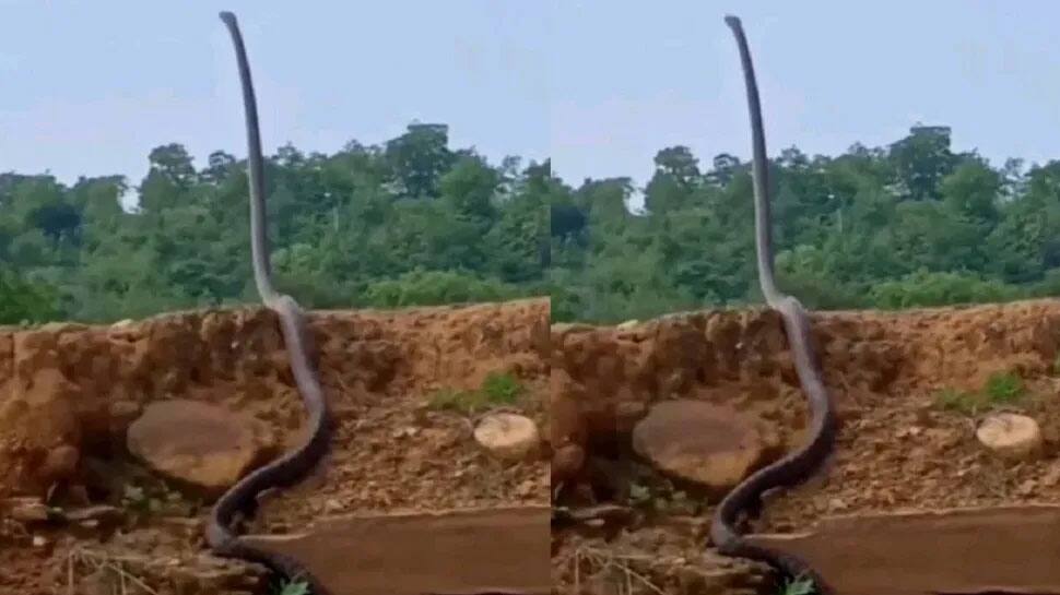 Snake Standing Video | அதிசயம்..மனிதனை போலவே எழுந்து நிற்கும் கொடூரப் ...