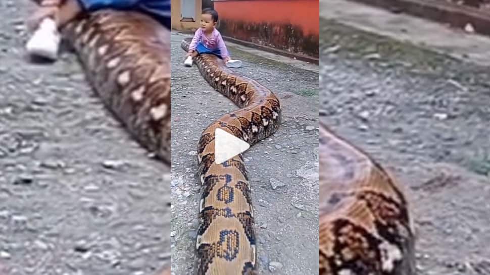 Baby Girl Riding on Snake Video | ராட்சத மலைப்பாம்பின் மீது சவாரி ...