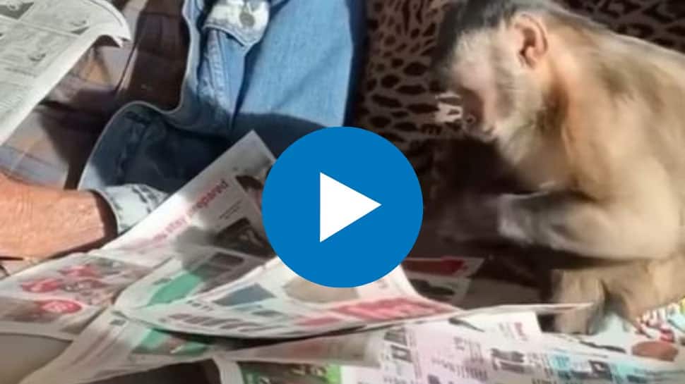 Funny Monkey Reading Newspaper, Video Goes Viral | 'அட இங்கப்பாரு ஒரு ...