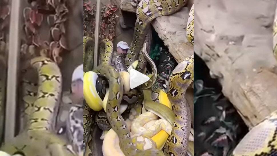 Giant snake hug Video | நூற்றுக்கணக்கான Pythonகளுக்கு இடையே ...