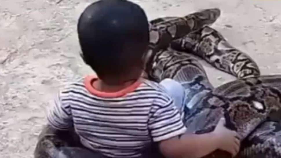 Toddler Plays with Big Python, Video Goes Viral | குழந்தையை சுற்றி ...