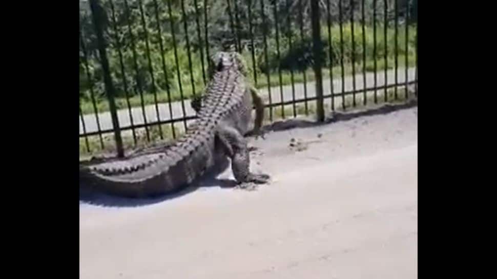 Viral video of massive alligator bending metal fence | Viral Video ...