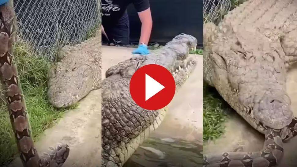 Crocodile vs Python: See Who Wins | ஒரு சில நொடிகள்.. மலைப்பாம்பை ...