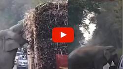 Elephant Video Viral News in Tamil, Latest Elephant Video Viral news ...