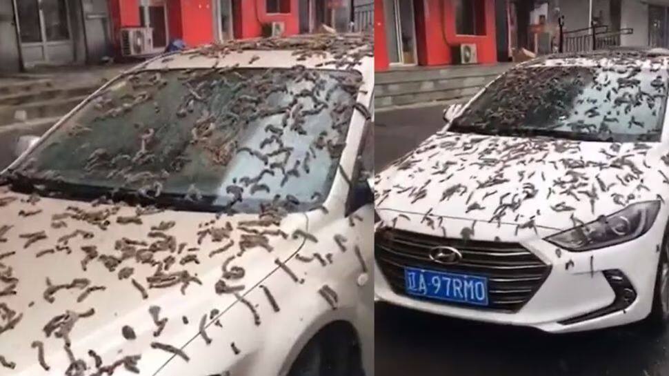 Shocking Viral Video of Worms rain in Beijing | Viral Video: சீனாவின் ...