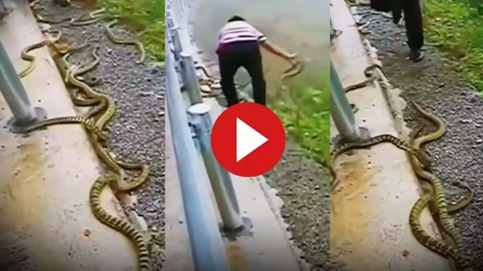 Viral Video: Man Handing Hundreds of Snakes | Viral Video: சாலையை ...