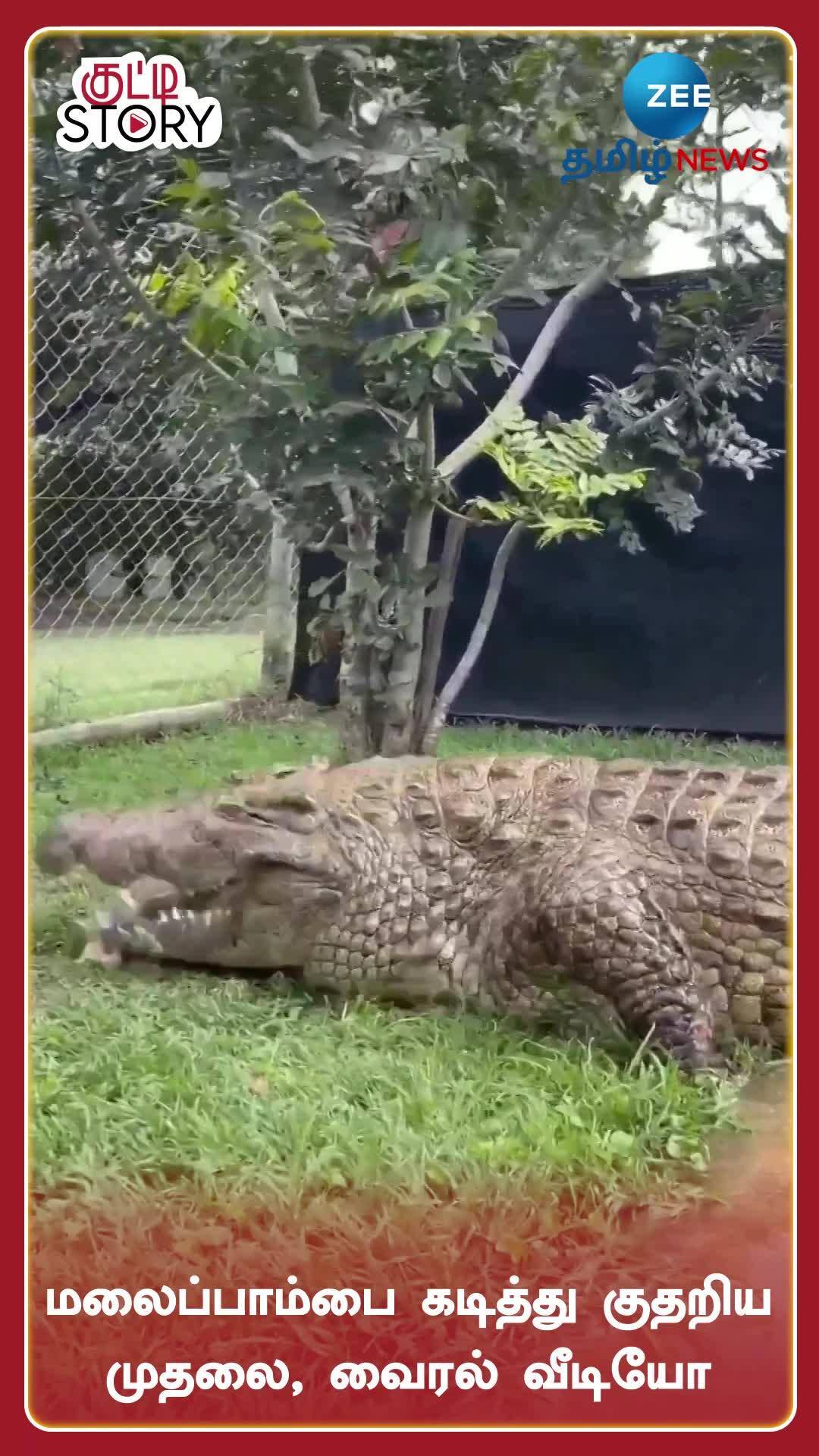 Crocodile vs Python: See Who Wins | மலைப்பாம்பை கடித்து குதறிய முதலை ...