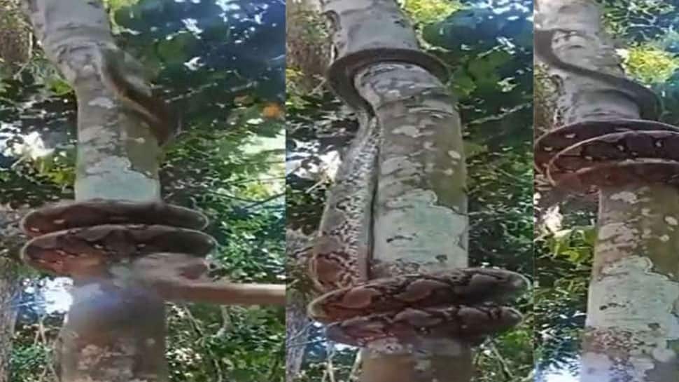 sanp ka video snake climbing on tree video goes viral | சமூக ...