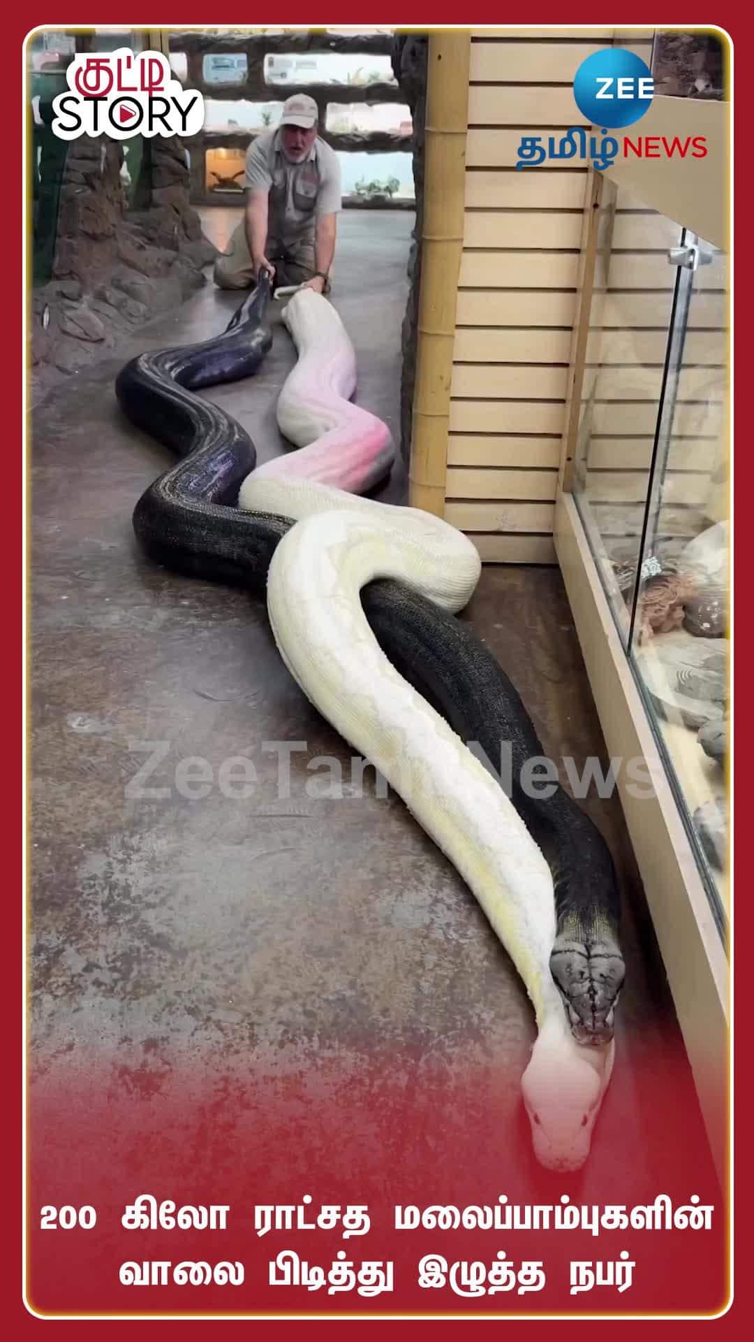 ராட்சத மலைப்பாம்புகளின் வாலை பிடித்து இழுத்த நபர் | News in Tamil
