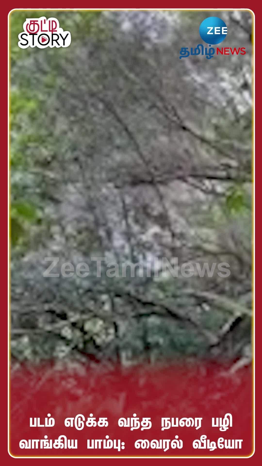 Python Brutally attacks man taking Close Up Photo with it | படம் எடுக்க ...