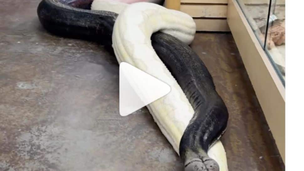 Python video goes viral as man pulls two giant snakes by their tails ...