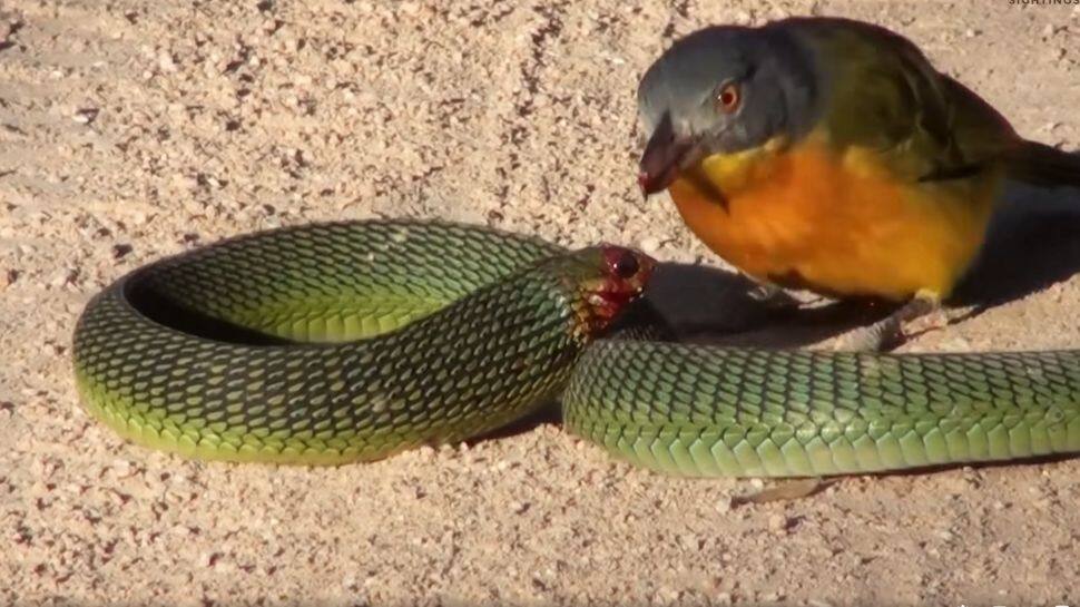 Terrible Video of Small Bird Pecking Snake's Eyes | Viral Video ...