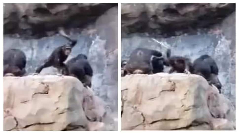 Mother Chimpanzee Beats Baby Chimp: Viral Video | 'பண்ணுவியா ...