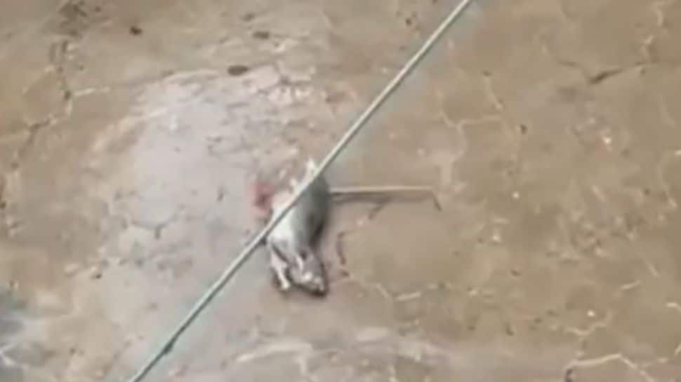 Viral video of rat fighting with chicken | கோழியிடம் தேவையில்லாமல் ...
