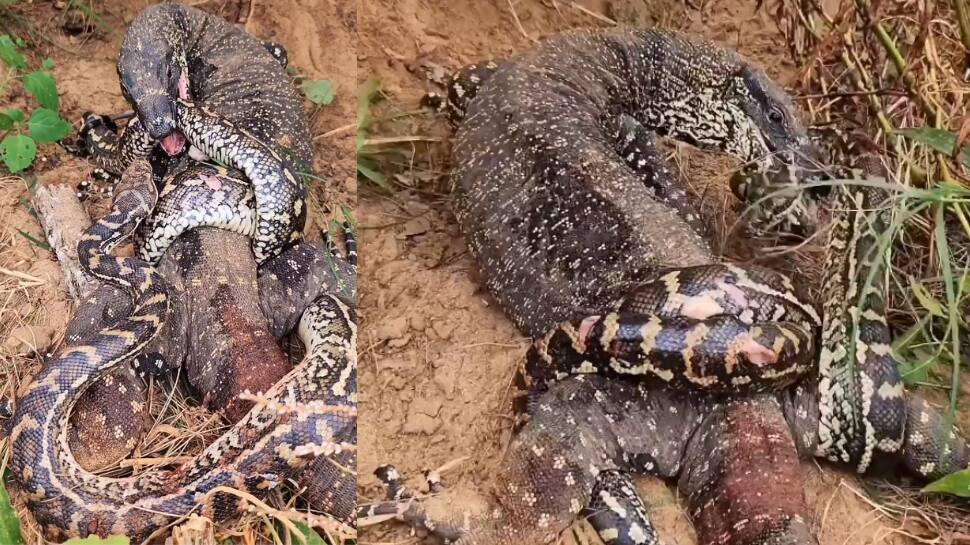 Viral Video: Dangerous Fight Between Python Komodo Dragon ...
