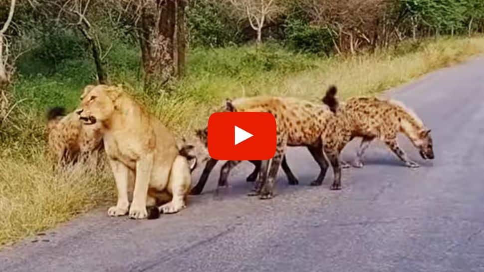 Trending Video Of Aged Lioness Saddened By Bone crushers Alias Hyenas ...