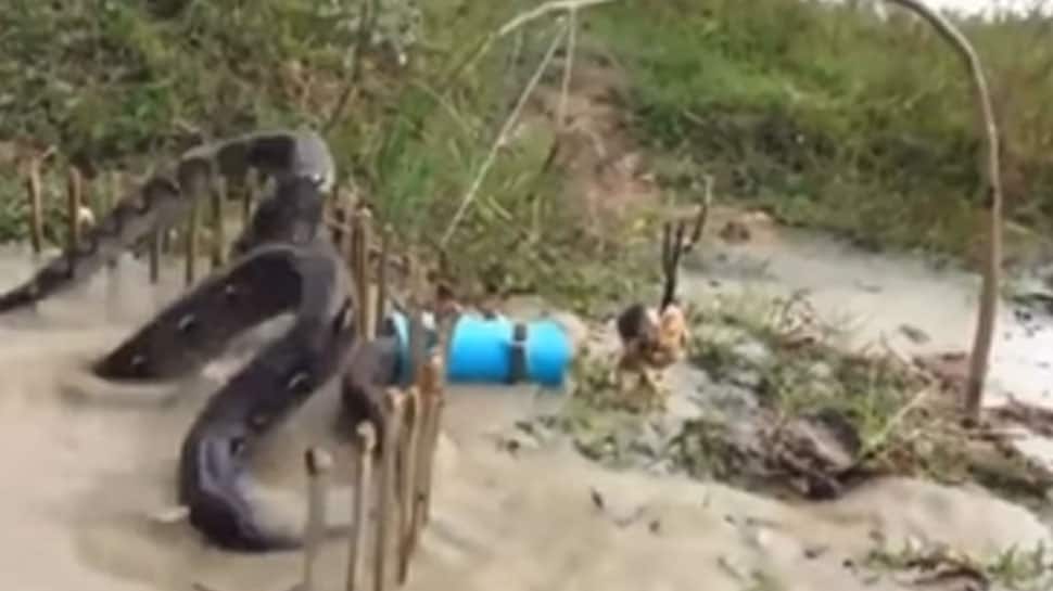 Shocking Python Snake Trapped | ராட்சத மலைப்பாம்புக்கே விபூதி அடிச்ச ...