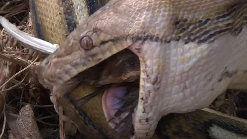 Dangerous Python Swallows Bird Video | பறவையை கொன்று முழுசா விழுங்கிய ...