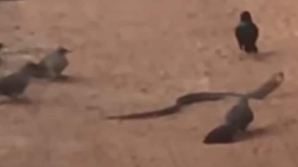 birds-beat-snake-video-watch | Snake Fight Video: குருவிகள் படையோடு ...