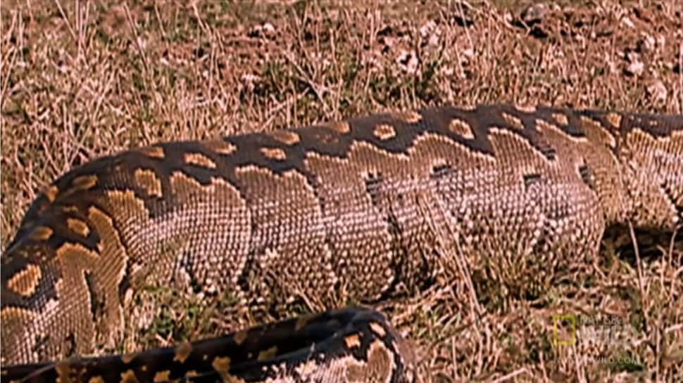 Video Of Python swallows a Antelope | மறிமானை விழுங்கிய 65 கிலோ ராட்சத ...