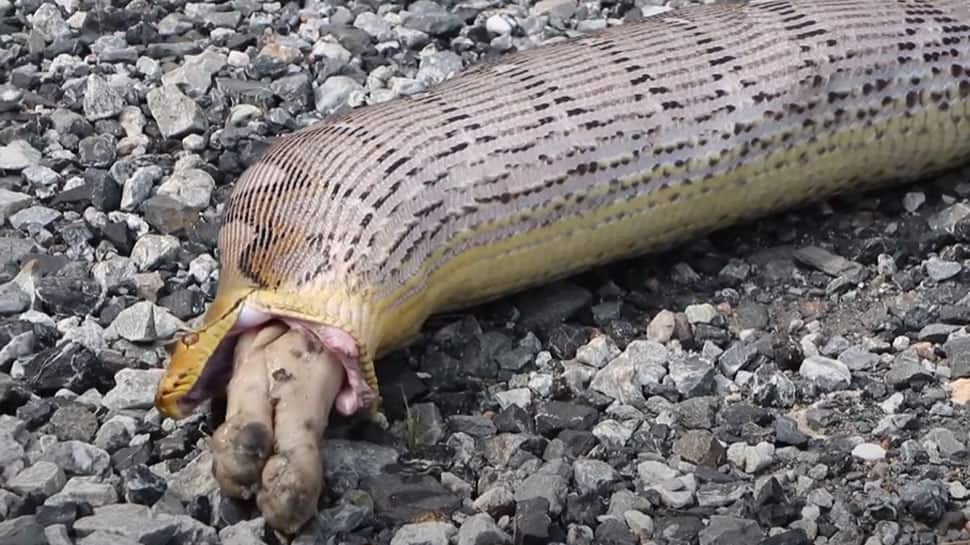 Viral Video Of Python Snake Regurgitates Two Month Old Puppy | என்னடா ...