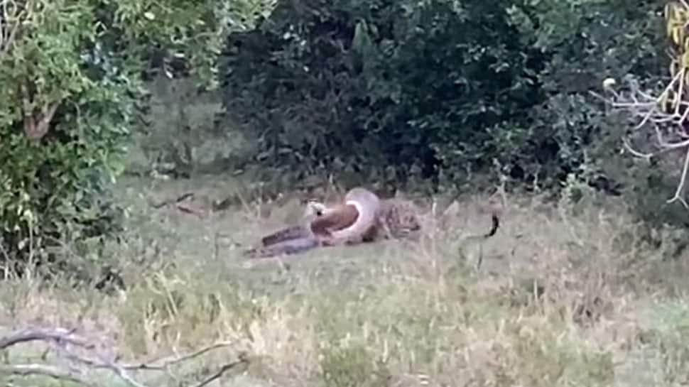 Viral Video Of Python Snake Constricts Leopard | சிறுத்தையை சின்னா ...