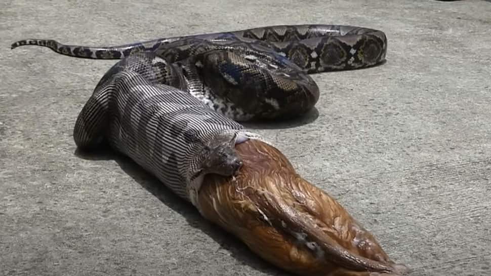 Viral Video Of Python Snake Vomits Whole Pet Cat | பூனையை விழுங்க ...